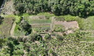 O que é agrofloresta? Entenda o que é, quais são as oportunidades e os ...